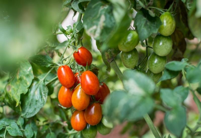 Growing Roma Tomatoes From Planting To Harvest - Gardening Chores
