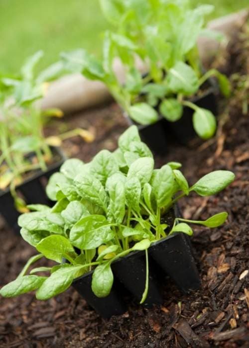 How To Harden Off Tender Plants And Seedlings And Why It's Important!
