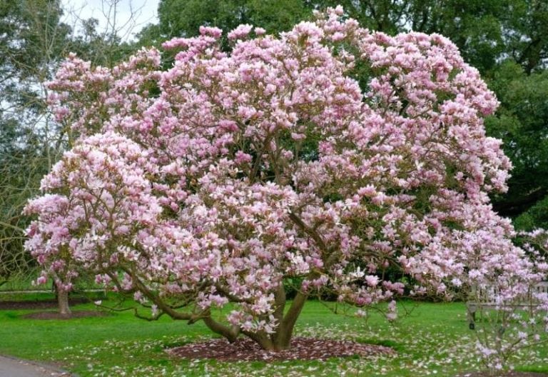 20 Types Of Magnolia Trees & How To Plant And Care For Them