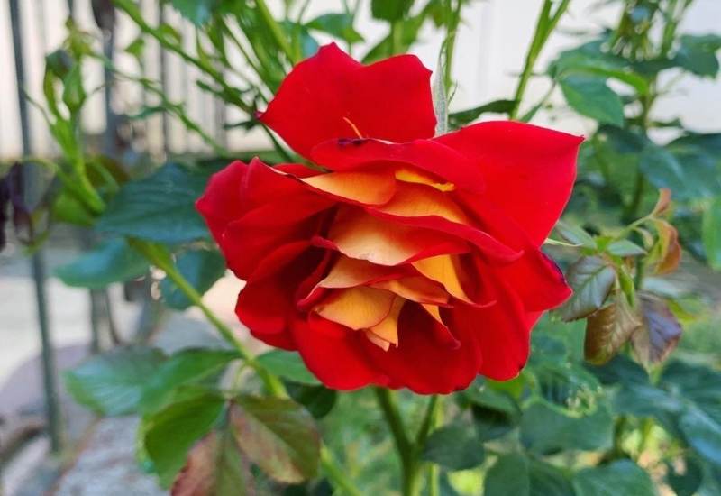 15 Gorgeous Varieties of Floribunda Roses to Adorn Your Garden