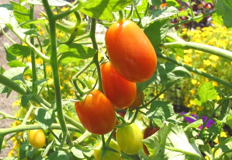 Growing Roma Tomatoes From Planting To Harvest - Gardening Chores