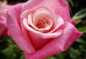 15 Gorgeous Varieties of Floribunda Roses to Adorn Your Garden