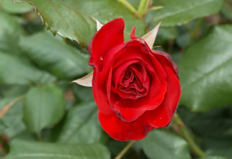 15 Gorgeous Varieties of Floribunda Roses to Adorn Your Garden