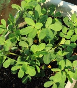 Growing Peanuts In Containers From Planting To Harvest