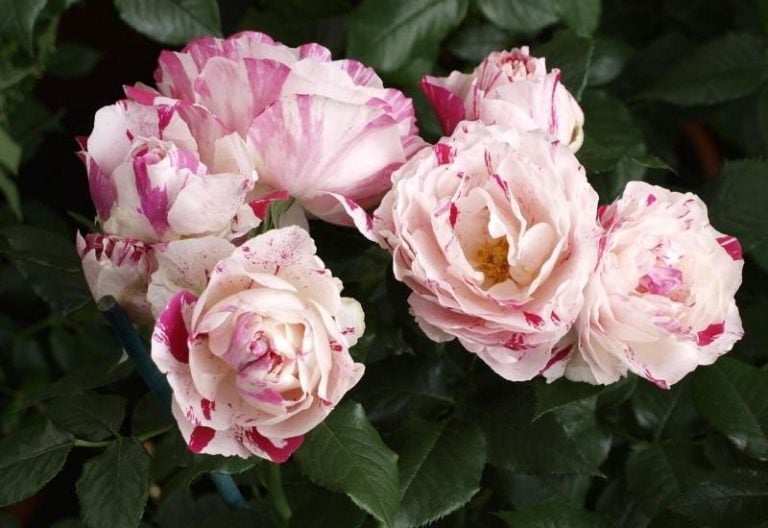15 Gorgeous Varieties of Floribunda Roses to Adorn Your Garden