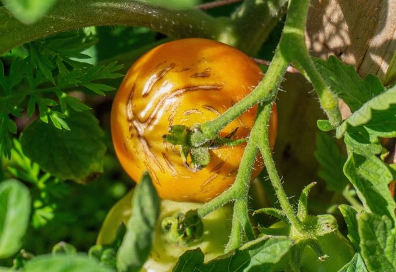 Why Tomatoes Split on the Vine — and the Simple Steps to Prevent It