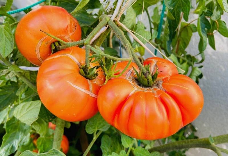 Why Tomatoes Split on the Vine — and the Simple Steps to Prevent It