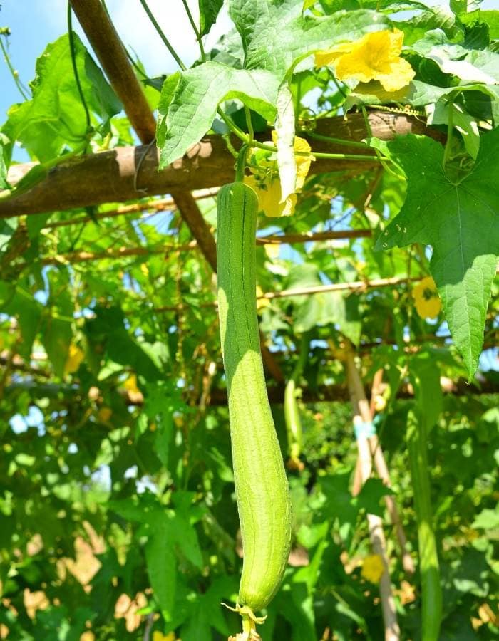 18 Climbing Vegetables & Fruits To Grow Vertically On A Trellis