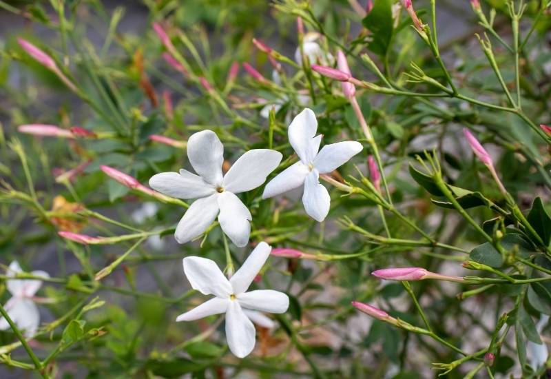 Jasmine Flowers: 12 Stunning Types Of Jasmine Shrubs And Vines
