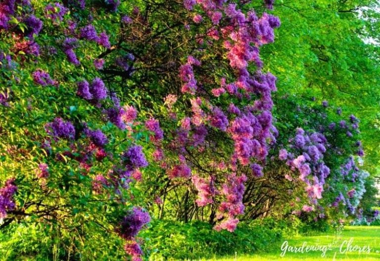 20 Stunning Lilac Varieties To Fill Your Garden With Fragrance & Color