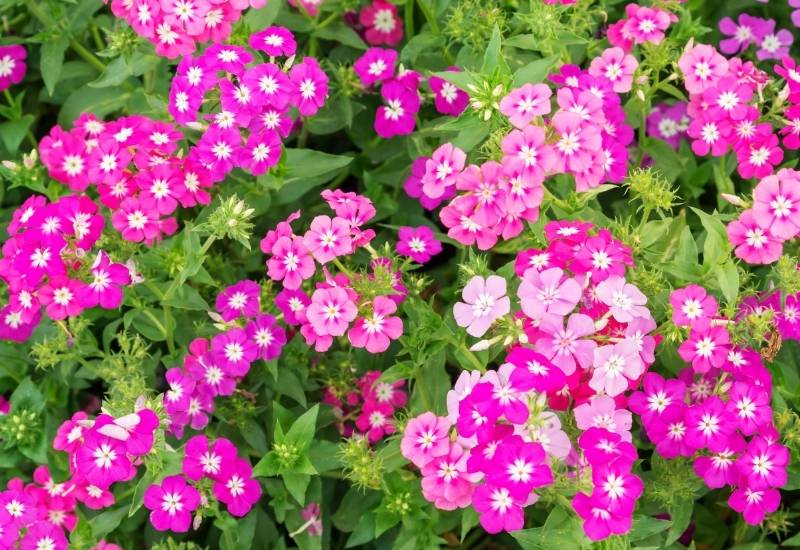 16 Spring-Blooming Annuals That Add Early Color To Your Garden
