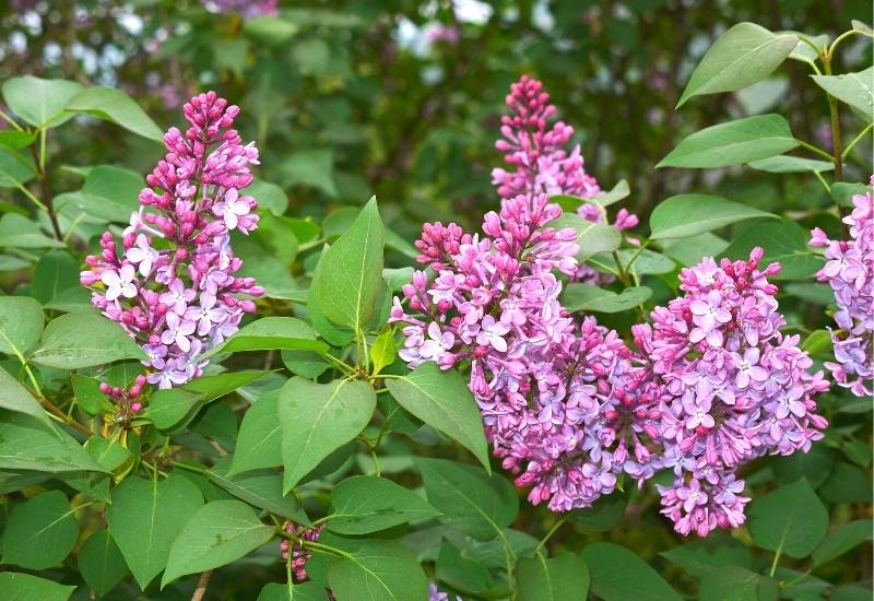 20 Stunning Lilac Varieties To Fill Your Garden With Fragrance & Color