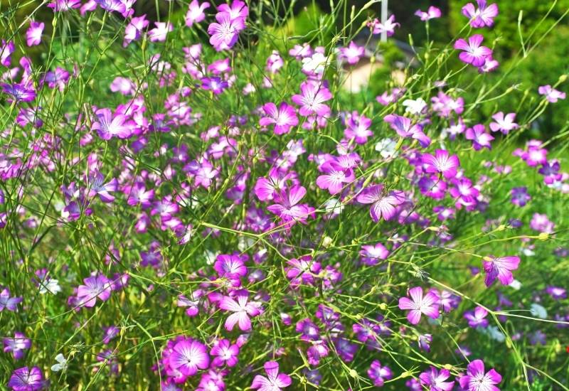 16 Spring-Blooming Annuals That Add Early Color To Your Garden