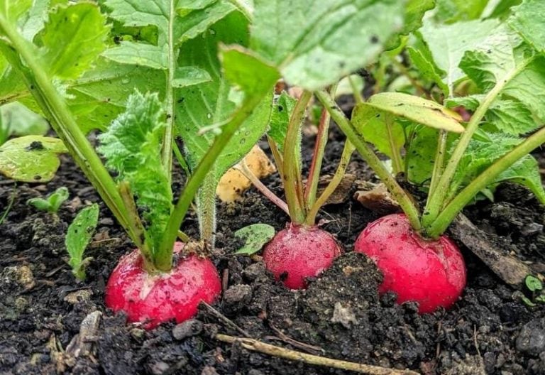 How to Plant and Grow Full Size Radishes From Seed to Harvest