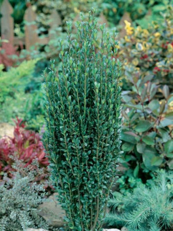 Holly Plant Varieties: 10 Types of Holly Trees And Shrubs To Grow