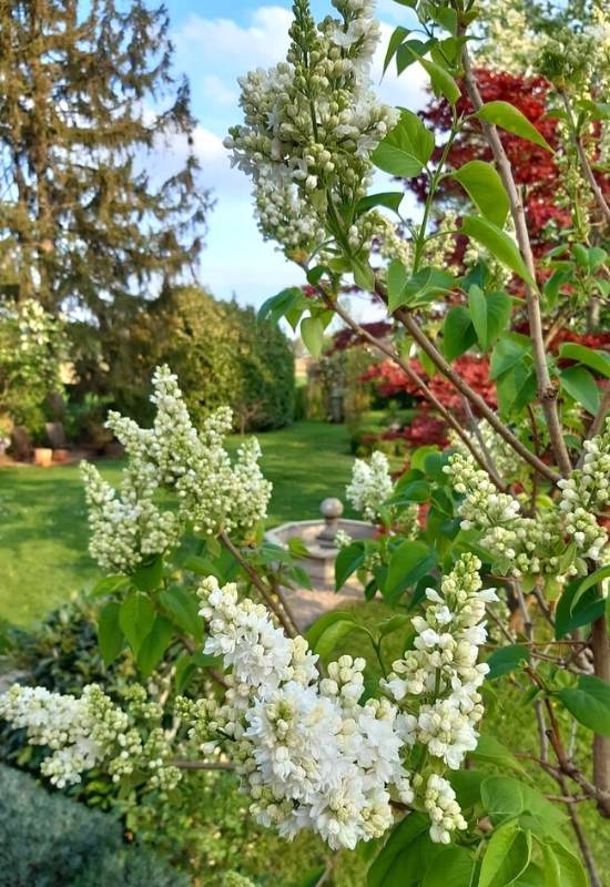 20 Stunning Lilac Varieties To Fill Your Garden With Fragrance & Color