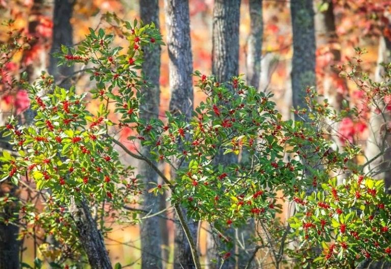 Holly Plant Varieties: 10 Types of Holly Trees And Shrubs To Grow
