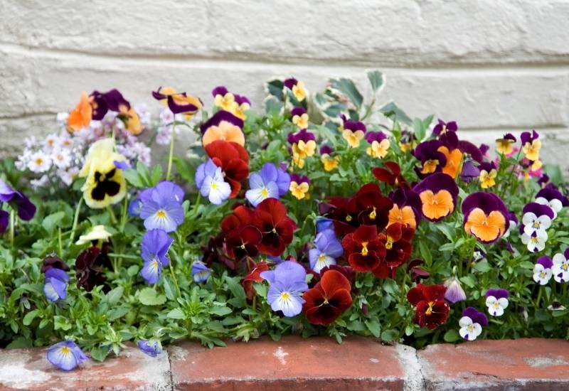 16 Spring-Blooming Annuals That Add Early Color To Your Garden