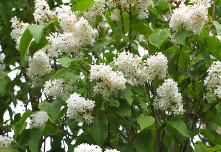 20 Stunning Lilac Varieties To Fill Your Garden With Fragrance & Color