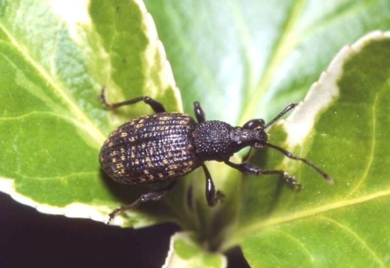 What Is Eating Your Peppers At Night And How To Stop Them? - Gardening ...