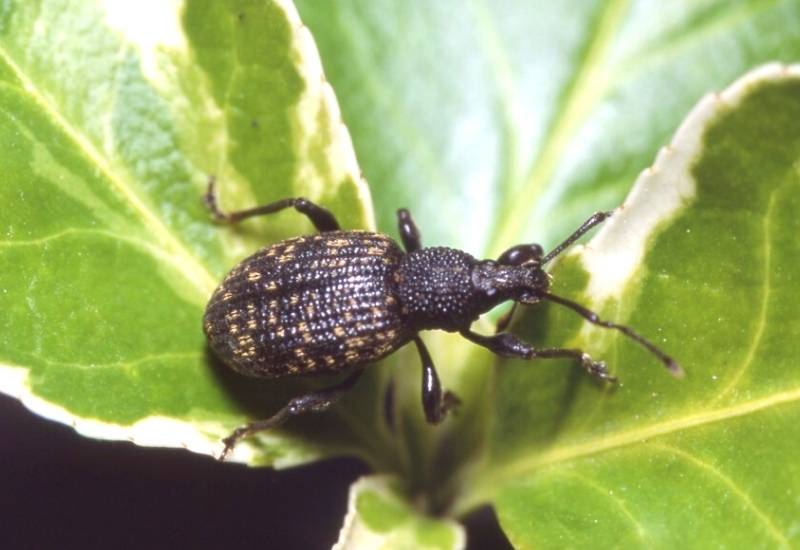 What Is Eating Your Peppers At Night And How To Stop Them? - Gardening ...