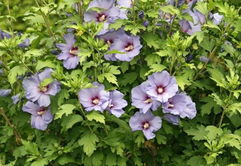 14 Stunning Rose Of Sharon Varieties For Adding Late-Summer Color