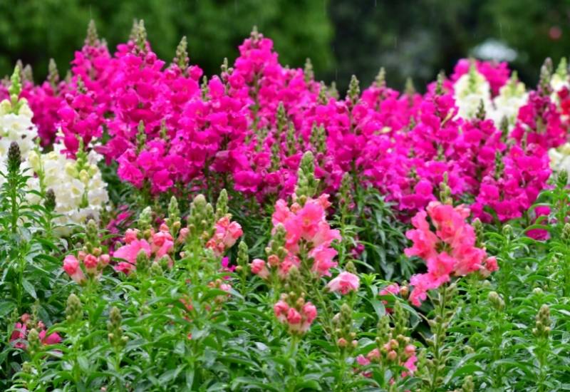 16 Spring-Blooming Annuals That Add Early Color To Your Garden