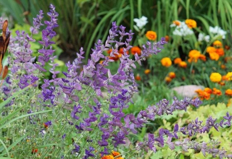 16 Spring-Blooming Annuals That Add Early Color To Your Garden