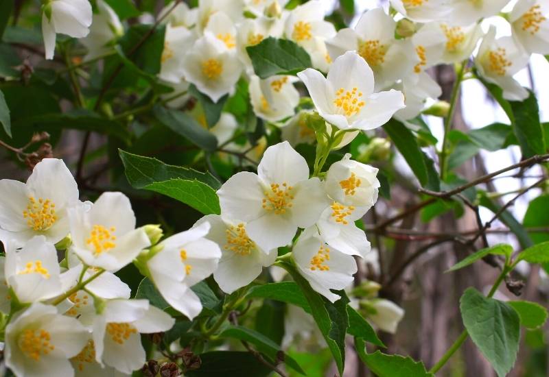 Jasmine Flowers: 12 Stunning Types Of Jasmine Shrubs And Vines