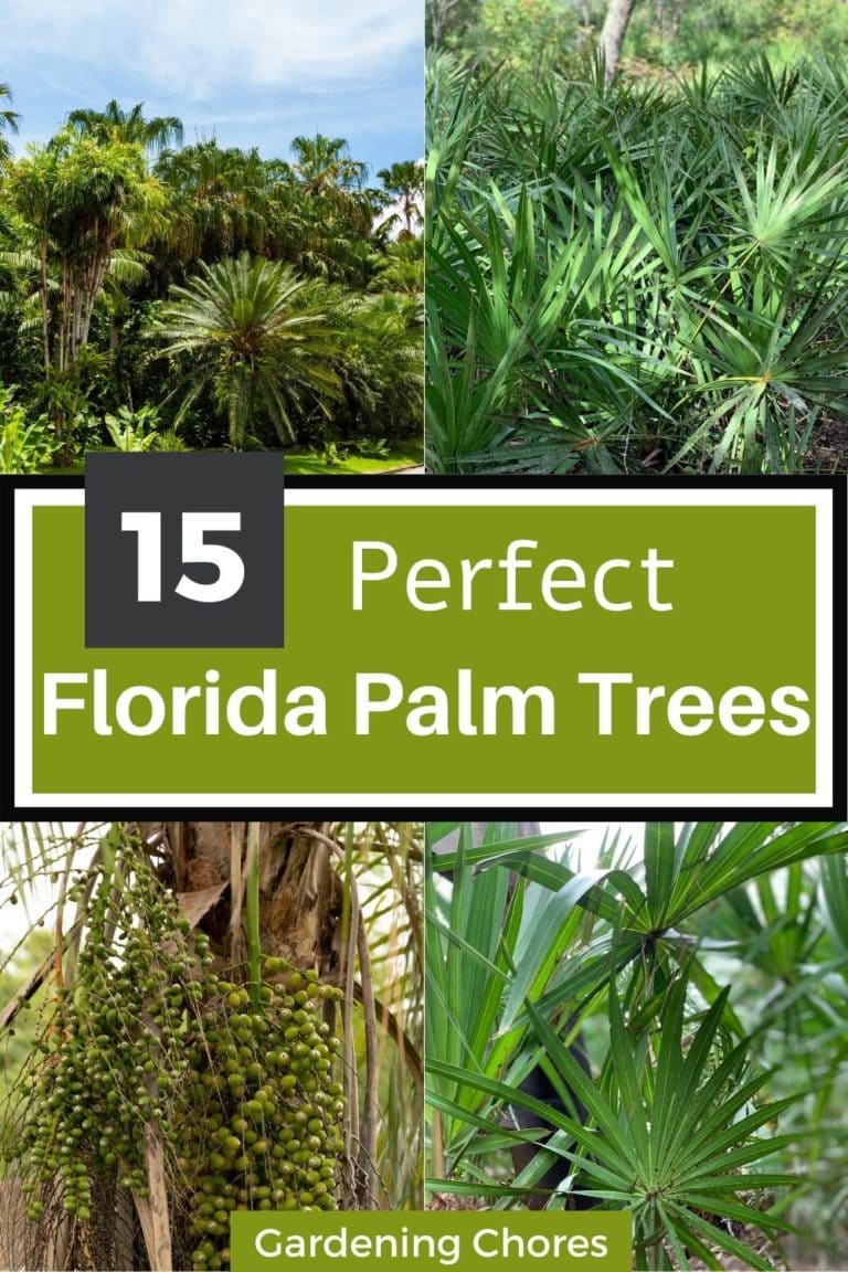 Types of Palm Trees in Florida: 15 Native & Common Varieties That Grow ...