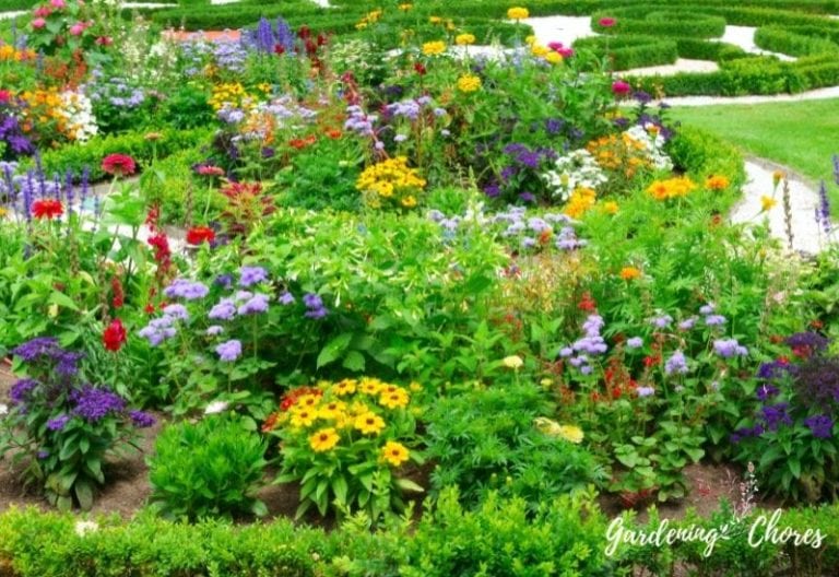 Annual vs Perennial vs Biennial Plants: What's The Difference?