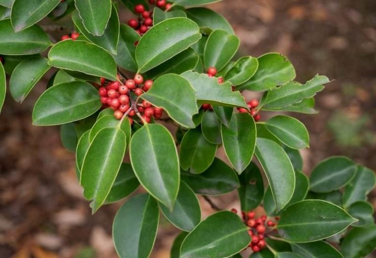 Holly Plant Varieties: 10 Types of Holly Trees And Shrubs To Grow