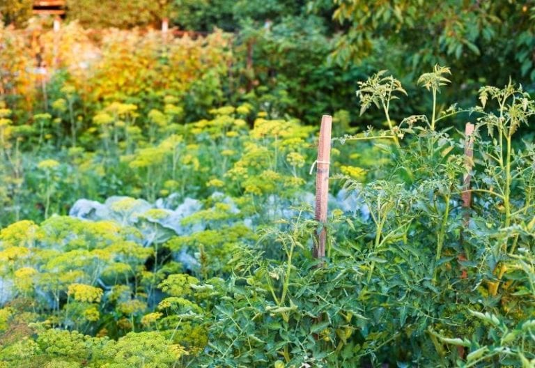 10 Best Deer-Resistant Herbs For Deterring Deer From Your Garden