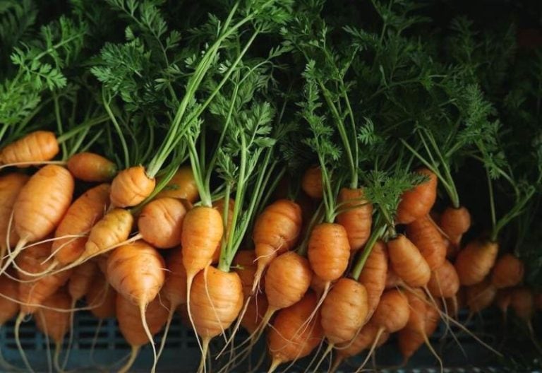 Types Of Carrots: 20 Different Varieties & How To Grow Them In Your Garden