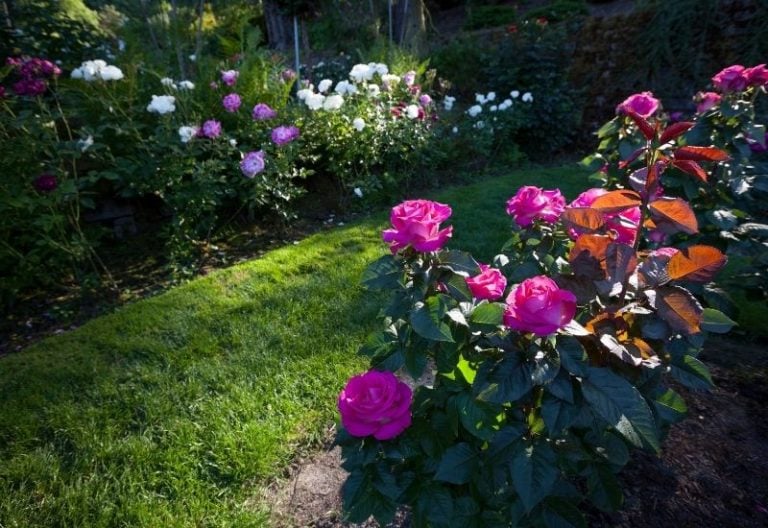 10 Shade-Tolerant Roses Varieties For Gardeners With Limited Sun