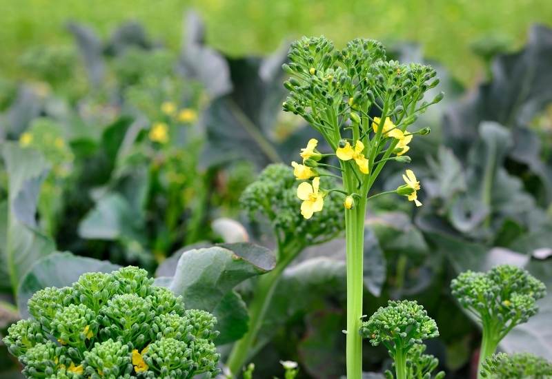 Why Is Your Broccoli Bolting (Premature Flowering) And What You Can Do ...
