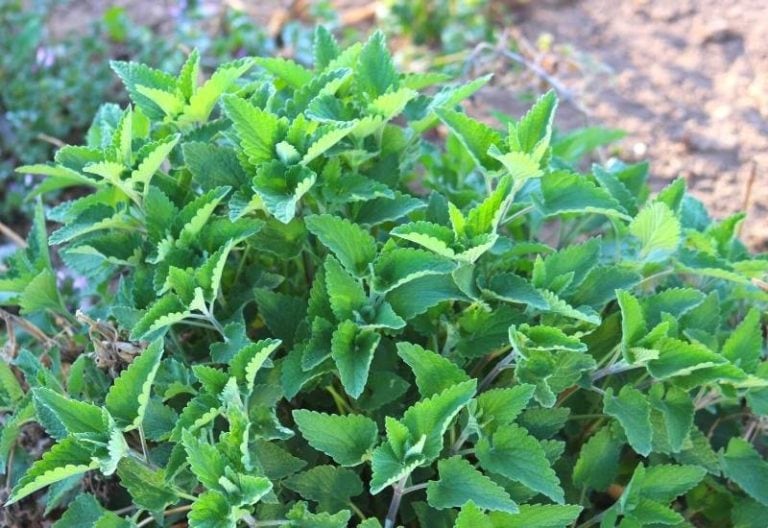 10 Best Deer-Resistant Herbs For Deterring Deer From Your Garden