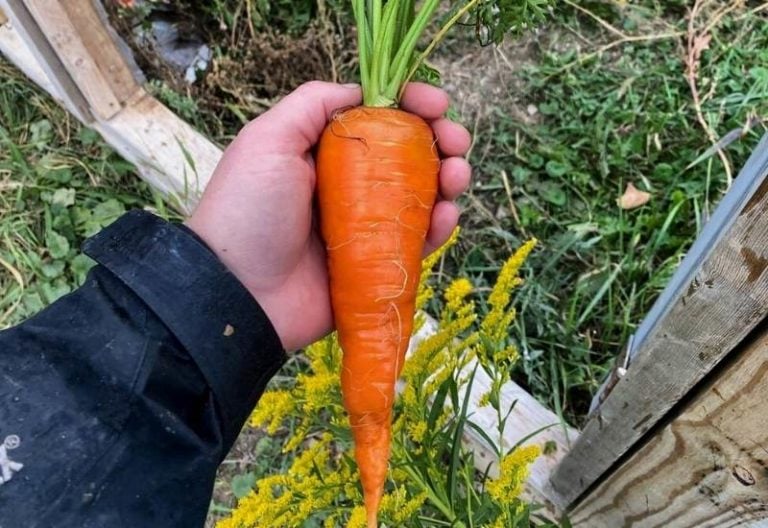 Types Of Carrots: 20 Different Varieties & How To Grow Them In Your Garden