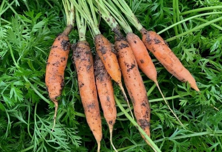 Types Of Carrots: 20 Different Varieties & How To Grow Them In Your Garden