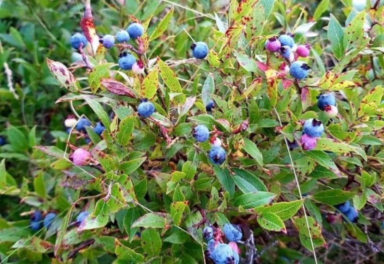 How and When to Prune Blueberry Bushes So They Produce More Fruit Year ...