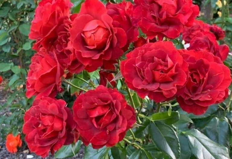 12 Thornless Roses That Are Safe For A Child-Friendly Garden ...
