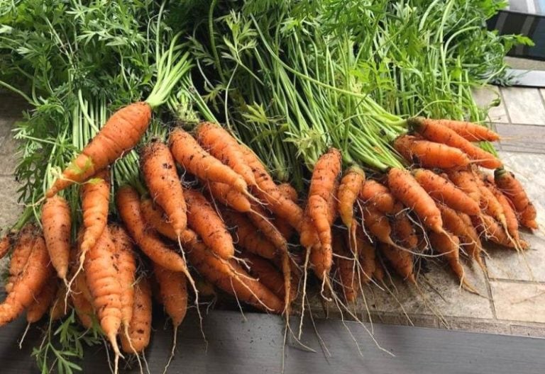 Types Of Carrots: 20 Different Varieties & How To Grow Them In Your Garden