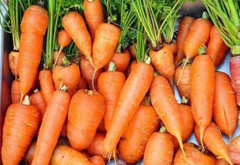 Types Of Carrots: 20 Different Varieties & How To Grow Them In Your Garden