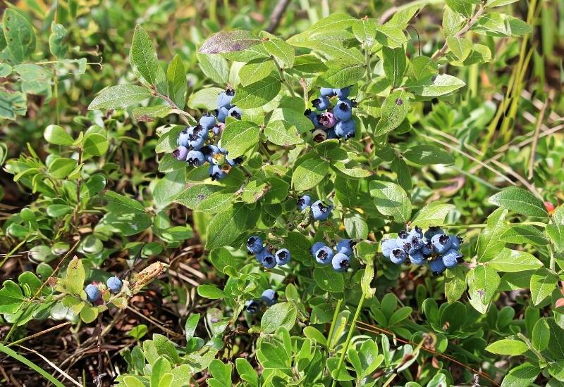 Pruning Blueberry Bushes Made Easy with Step-by-Step Tips
