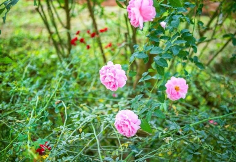 12 Thornless Roses That Are Safe For A Child-Friendly Garden ...