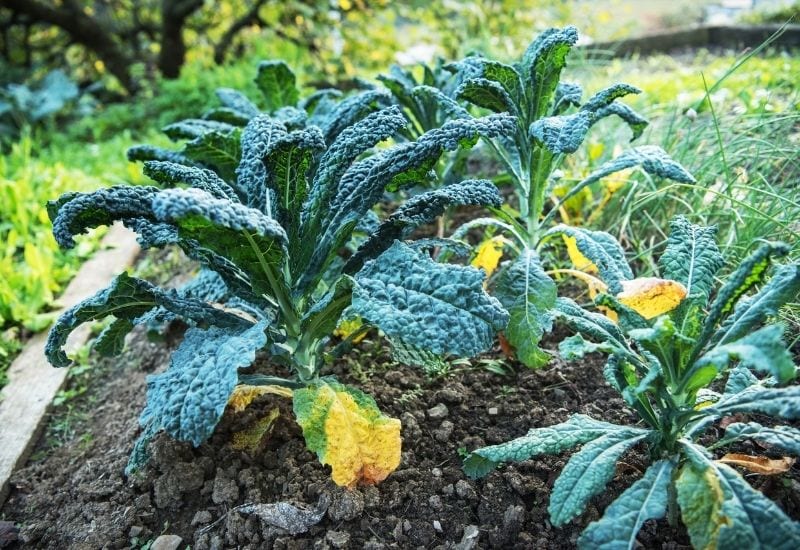Types Of Kale: 11 Must-Grow Varieties You'll Crave in Your Garden