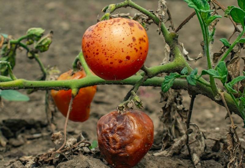 What Causes Black Spots on Tomatoes and How to Treat Them - Gardening Chores