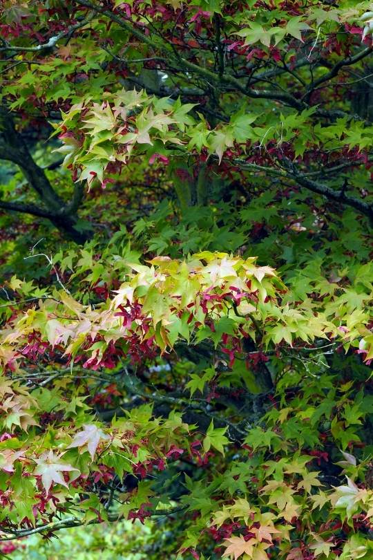 12 Different Types of Maple Trees And How To Identify Them - Gardening ...
