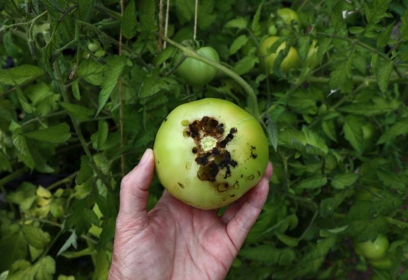What Causes Black Spots on Tomatoes and How to Treat Them - Gardening Chores