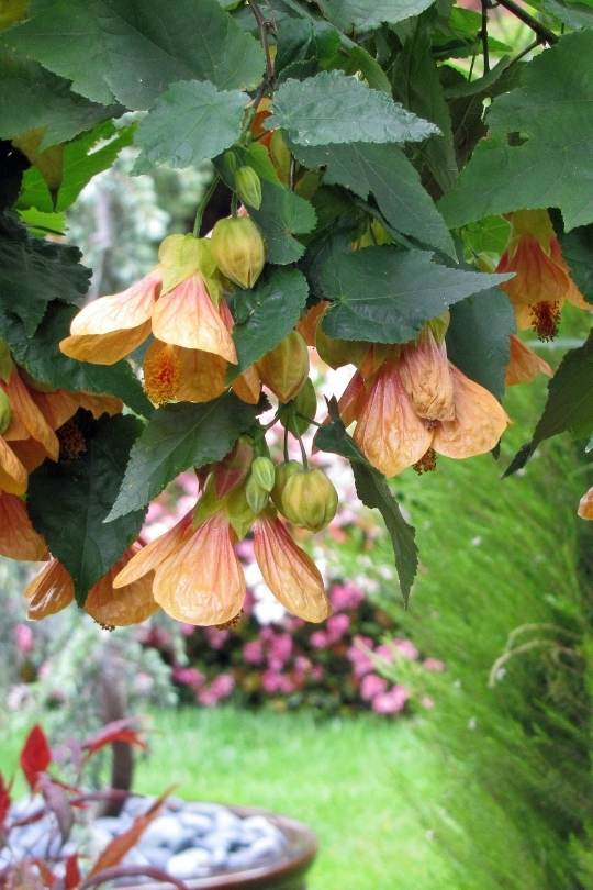 12 Different Types of Maple Trees And How To Identify Them - Gardening ...